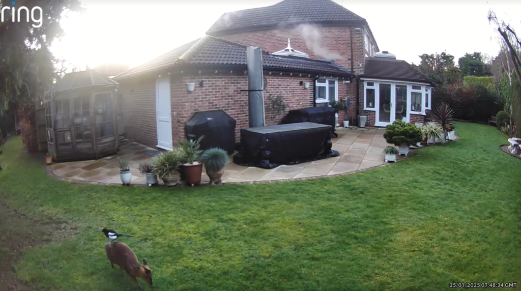 RING CAMERA CAPTURES RARE MOMENT MAGPIE MINGLES WITH MUNTJAC - Tech ...