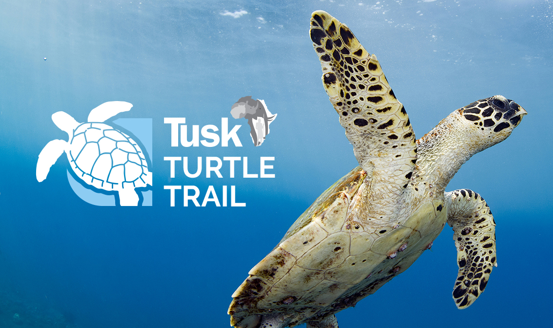 CELEBRITIES AND ARTISTS UNITE FOR THE TUSK TURTLE TRAIL - People