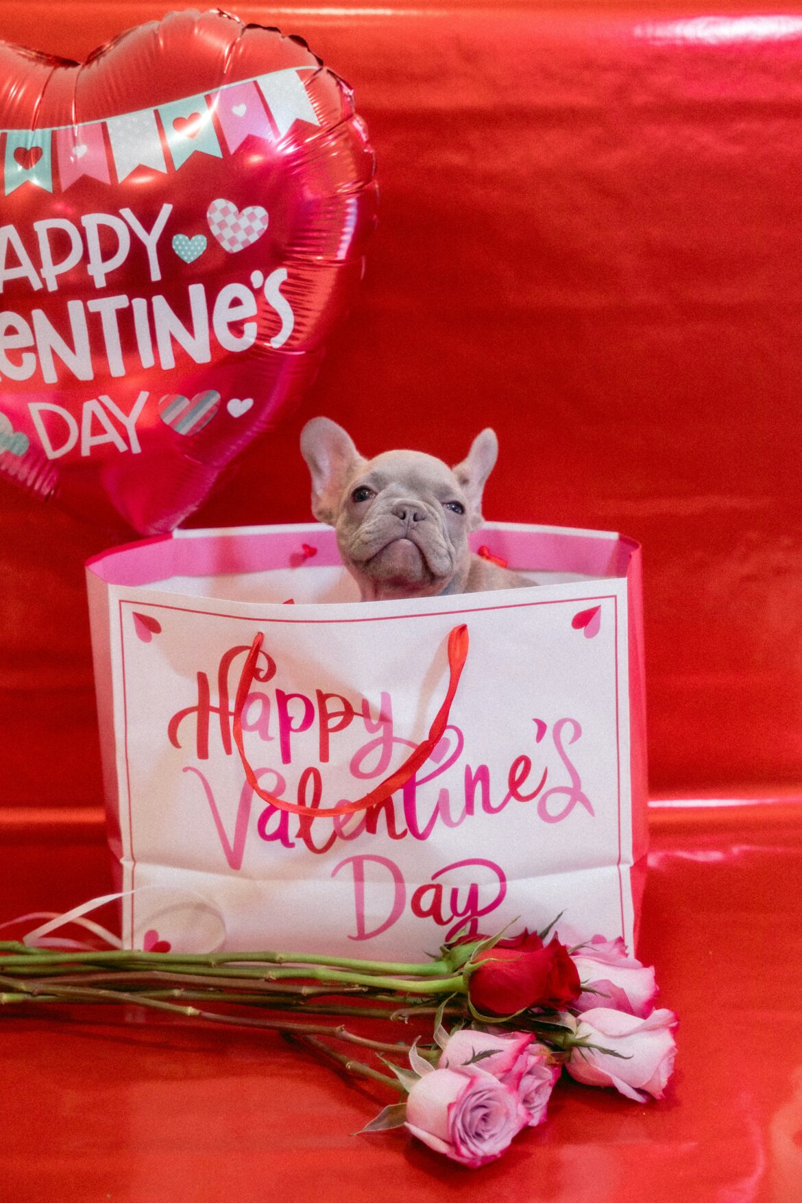 PETS TAKE THE LEAD THIS VALENTINE’S DAY AS BRITS PRIORITISE FURRY ...