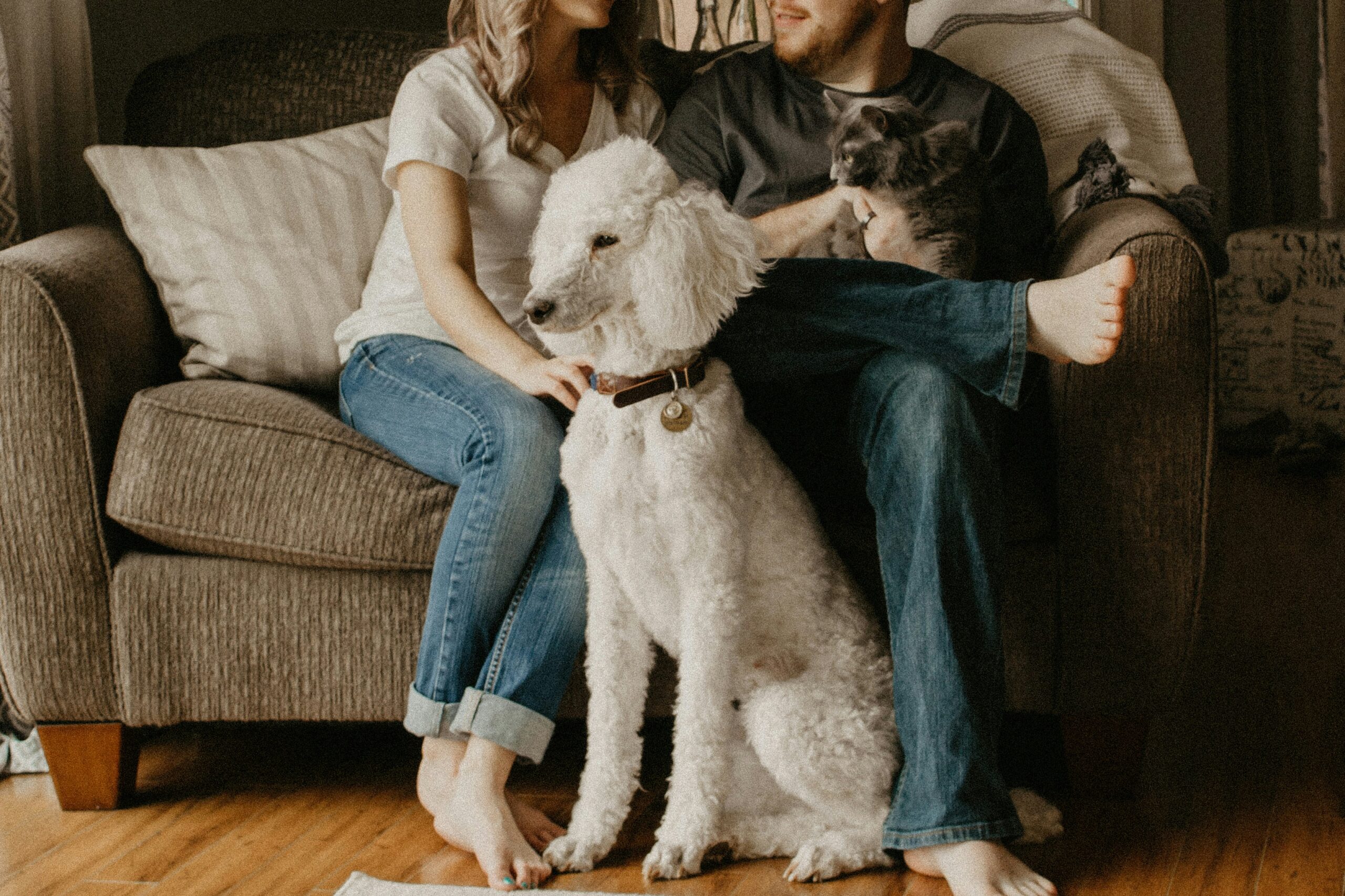PETS TAKE THE LEAD THIS VALENTINE’S DAY AS BRITS PRIORITISE FURRY ...