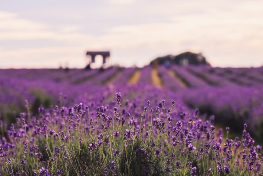 Mayfield Lavender Farm Turns 20: Surrey’s Purple Paradise Returns for ...