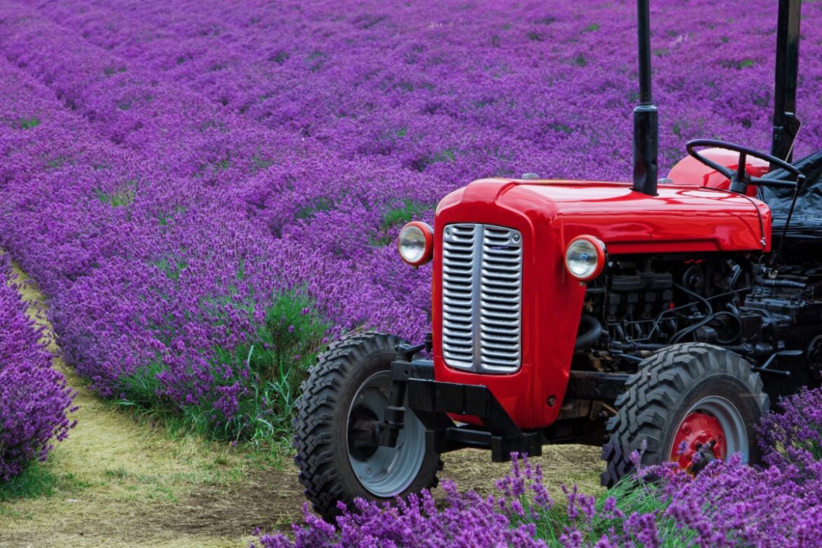 Mayfield Lavender Farm Turns 20: Surrey’s Purple Paradise Returns for ...